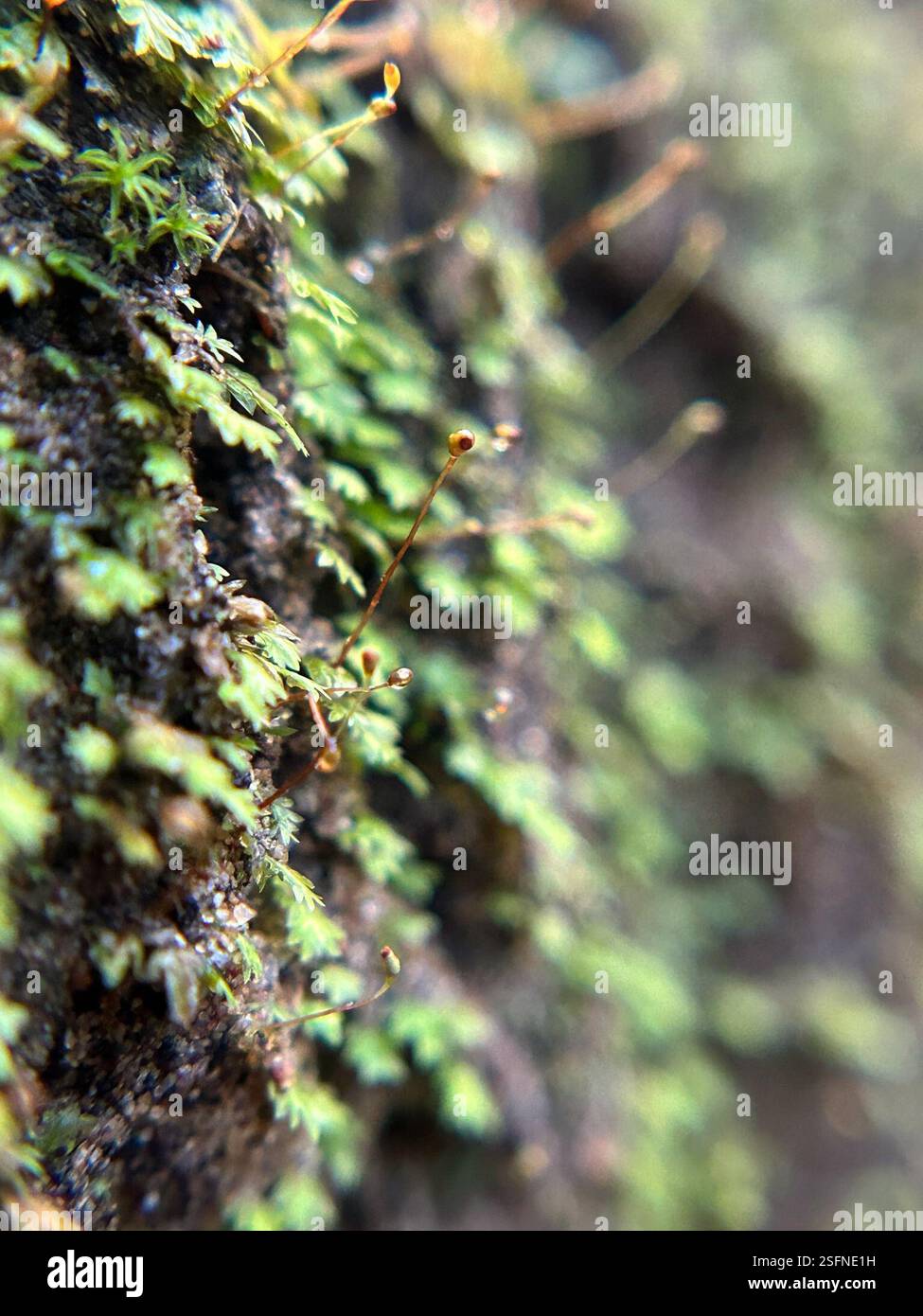pocket mosses (Fissidens), Plantae, Alamo Dr, Los Osos, CA, US Stock ...