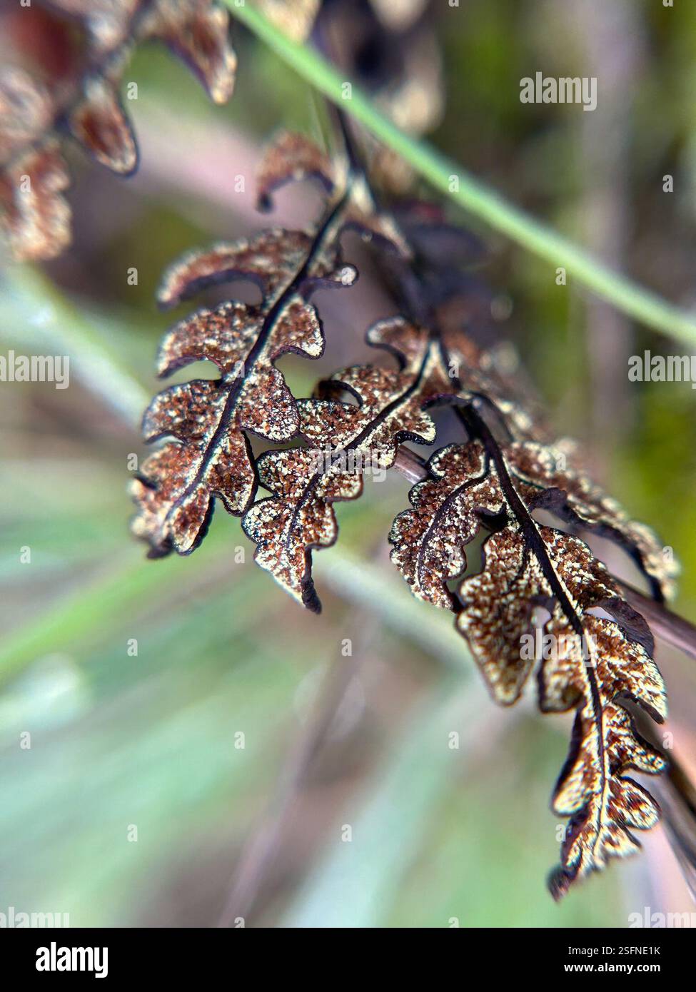goldback fern (Pentagramma triangularis), Plantae, El Chorro Regional ...