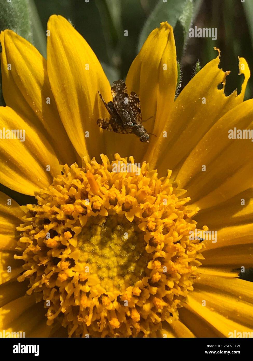Sunflower Seed Maggot (Neotephritis finalis), Insecta, Contra Costa ...