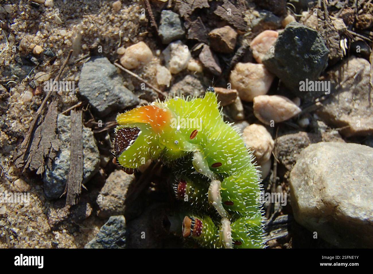 Helena Gum Moth (Opodiphthera helena), Insecta, 62 Railway Parade ...