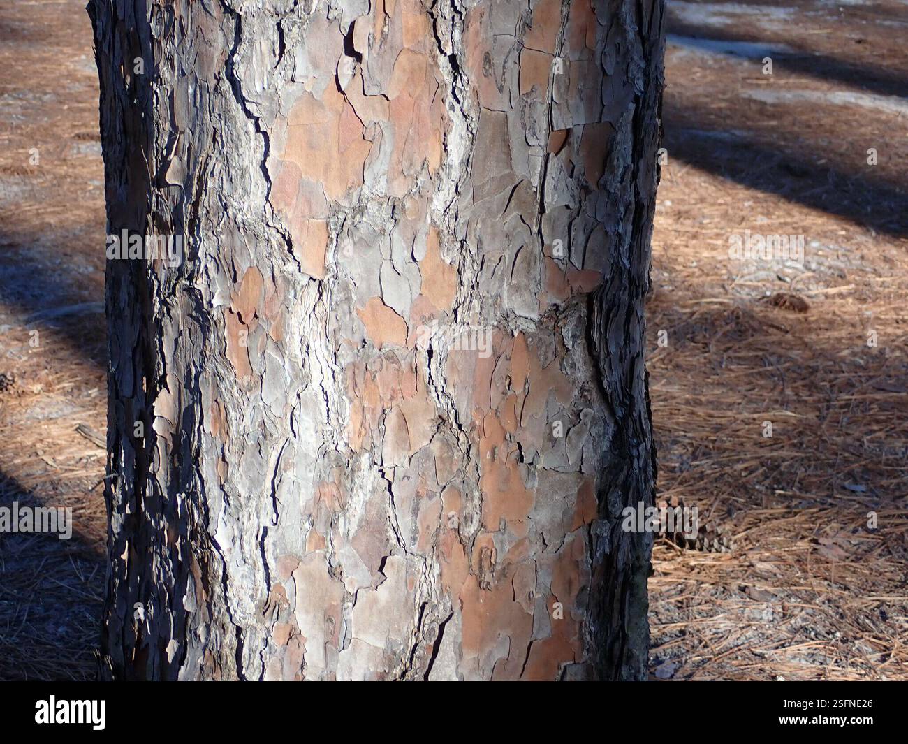 longleaf pine (Pinus palustris), Plantae, North Carolina, US Stock ...