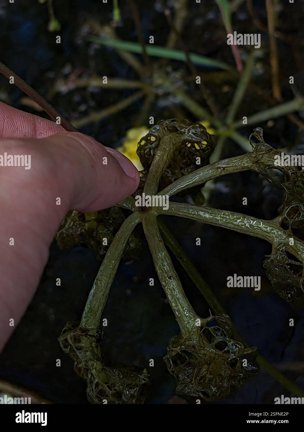 swollen bladderwort (Utricularia inflata), Plantae, Volusia County, US ...