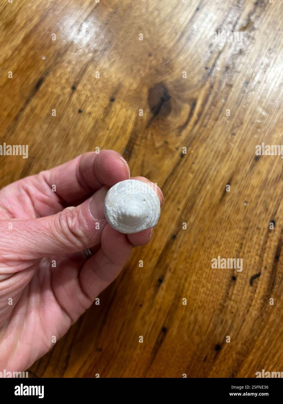 Alphabet Cone (Conus spurius), Mollusca, Little Hickory Island, Bonita ...