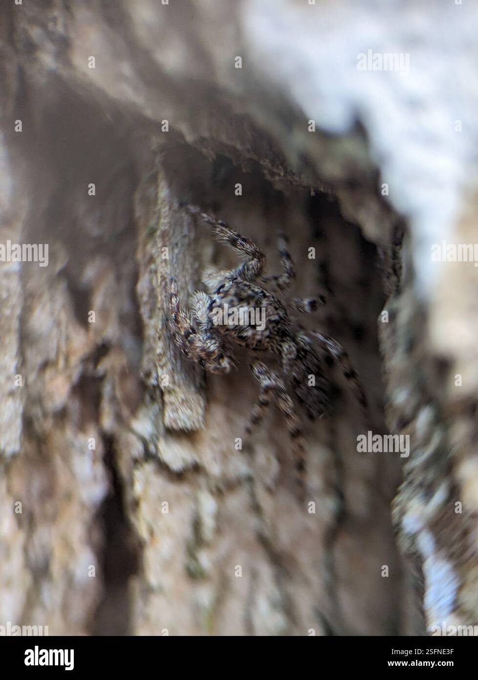 Tan Jumping Spider (Platycryptus undatus), Arachnida, Gonzales, LA ...