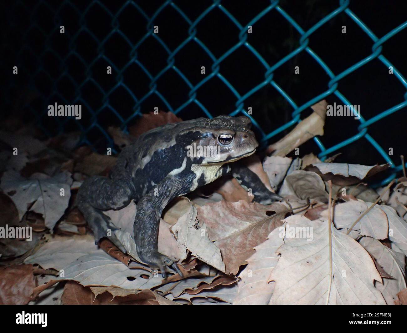 Eastern-Japanese Common Toad (Bufo formosus), Amphibia, Saitama, JP ...