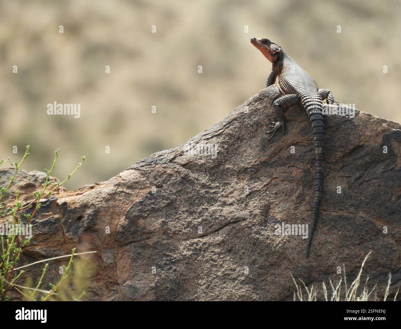 Karoo Girdled Lizard (Karusasaurus polyzonus), Reptilia, Pixley ka Seme ...