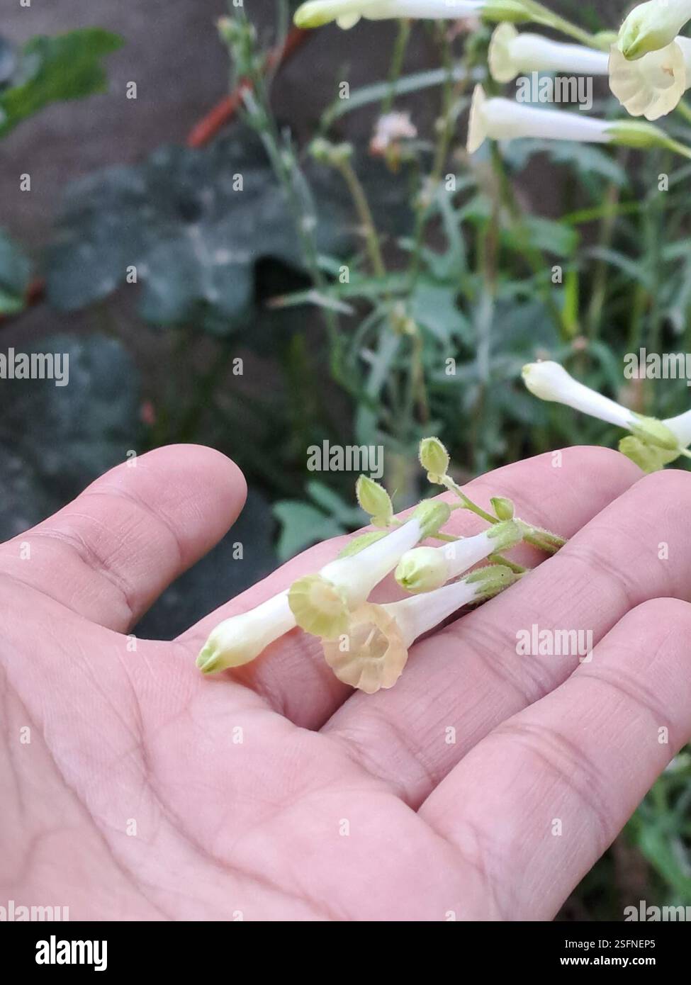 ornamental tobacco (Nicotiana paniculata), Plantae, Lunahuaná, Perú ...