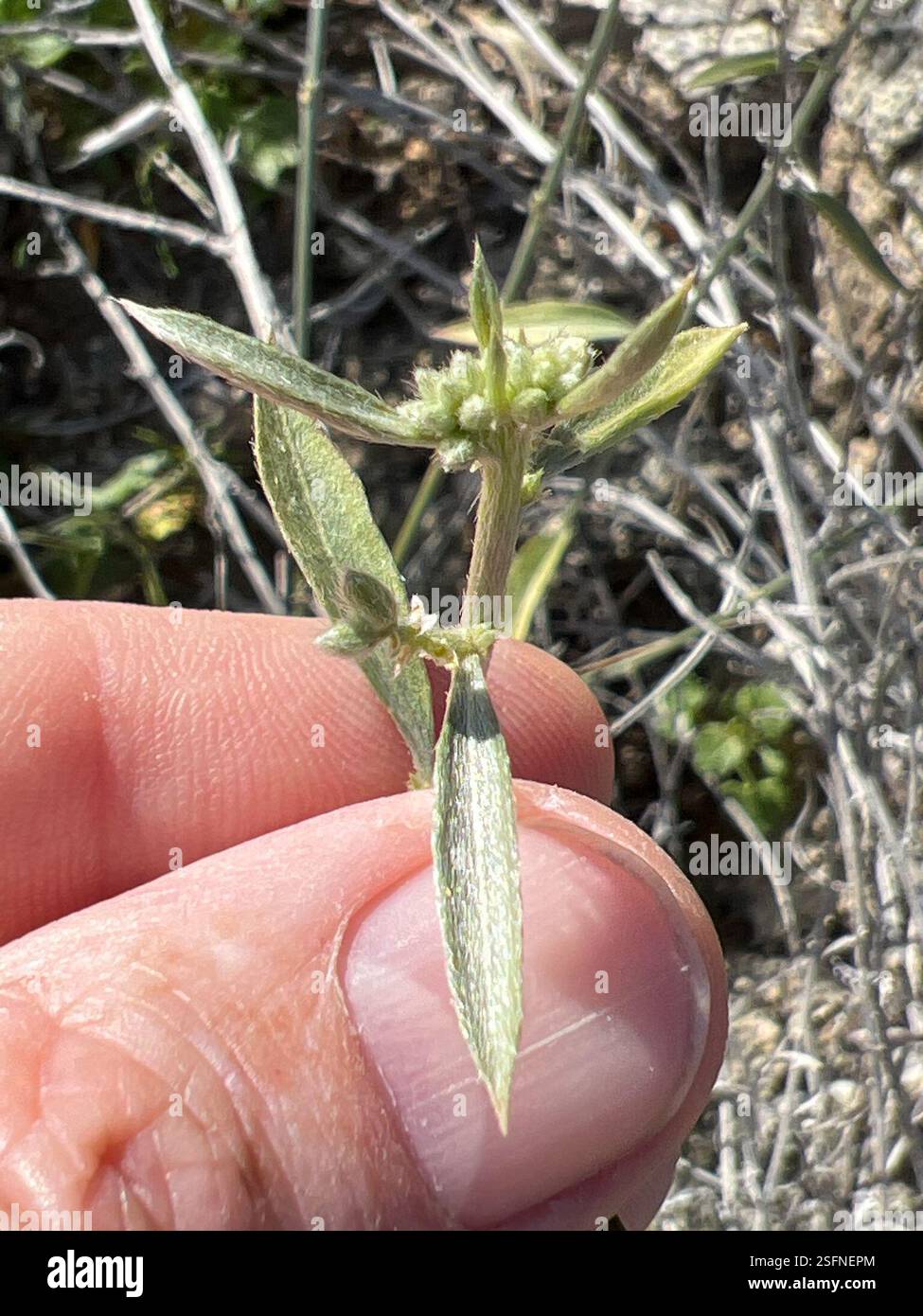 Lance-leaved Ditaxis (Argythamnia lanceolata), Plantae, San Diego ...