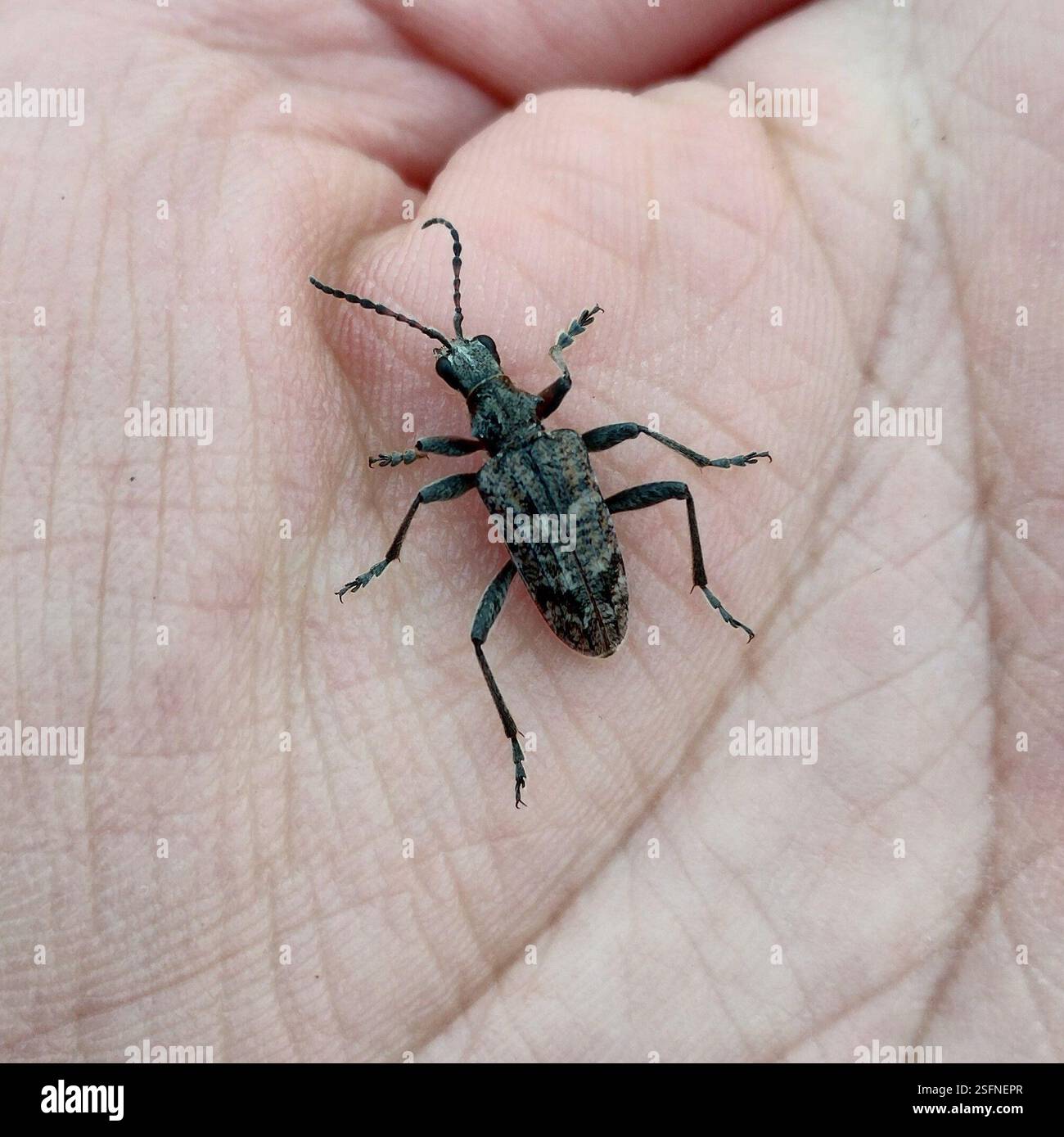 Ribbed Pine Borer (Rhagium inquisitor), Insecta, ul. Vishneva, 1164 ...