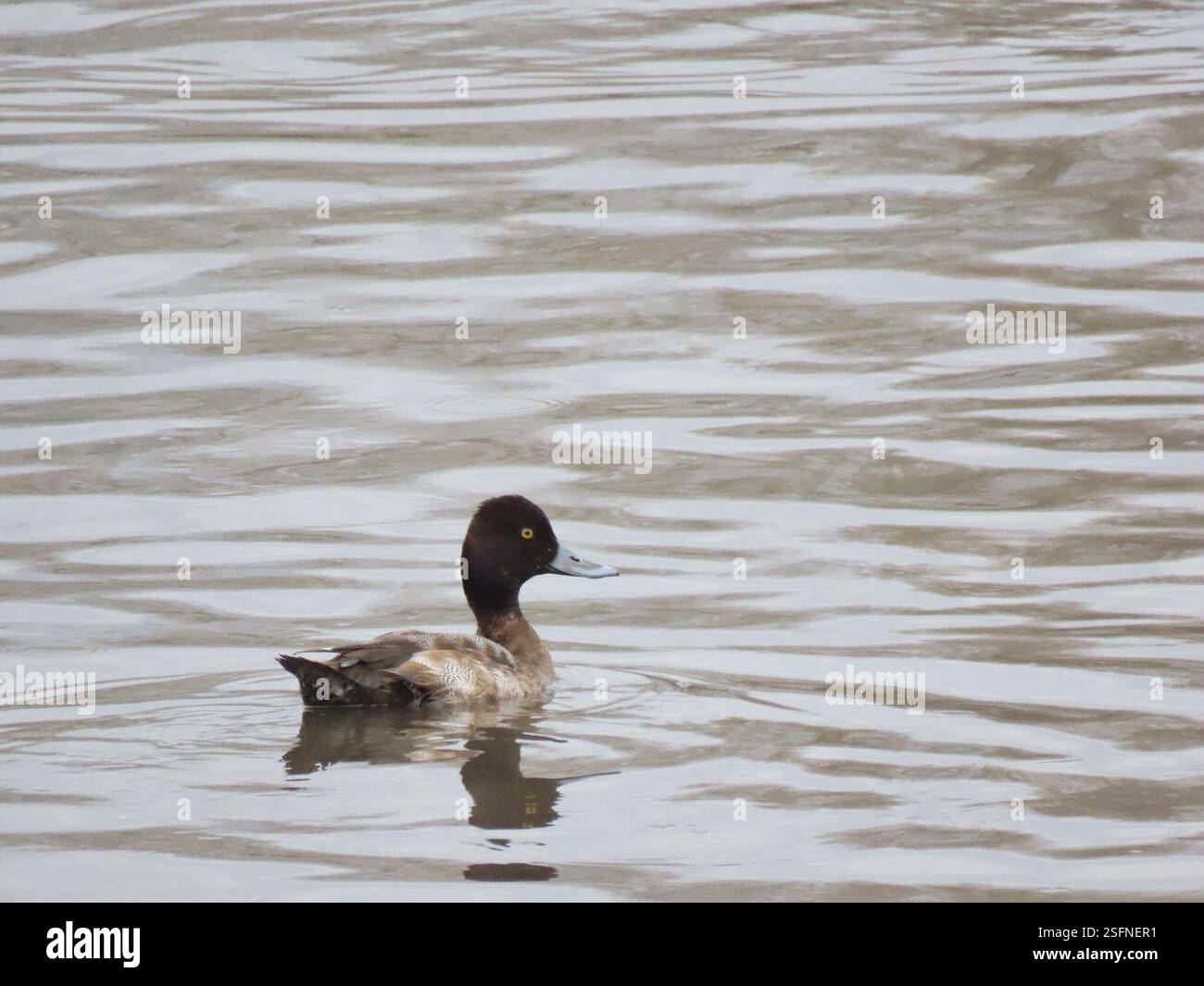 Lesser Scaup (Aythya affinis), Aves, Cowichan Valley, BC, Canada Stock ...