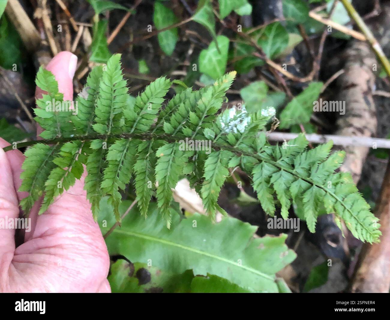 soft shield fern (Polystichum setiferum), Plantae, Forest Farm Country ...
