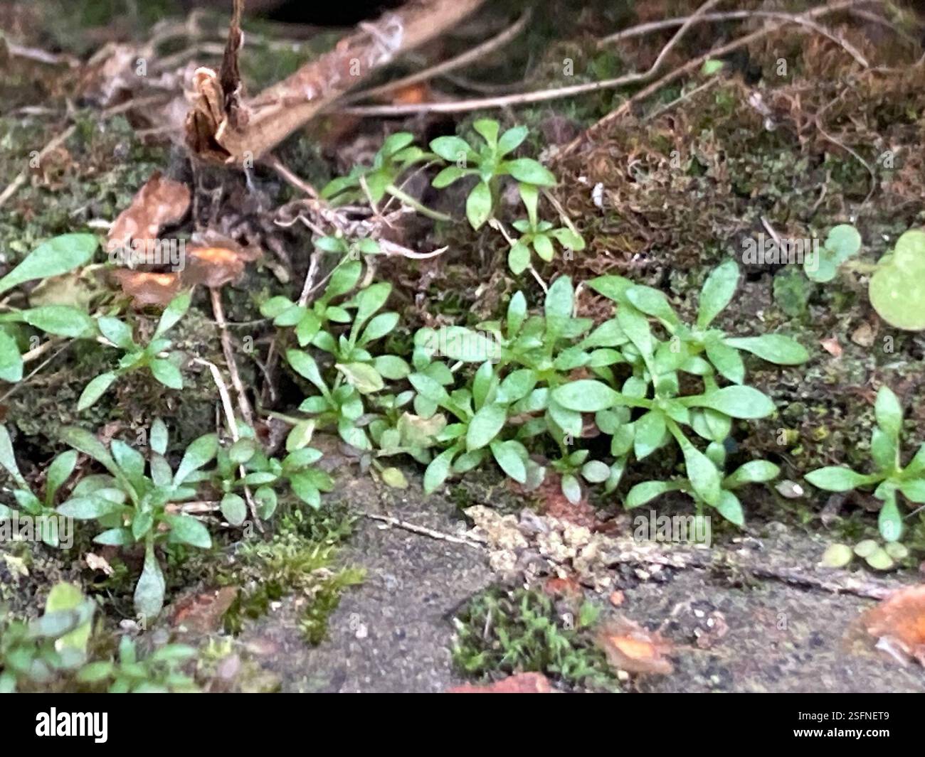 Common Whitlowgrass (Draba verna), Plantae, Fife Road, London, England ...