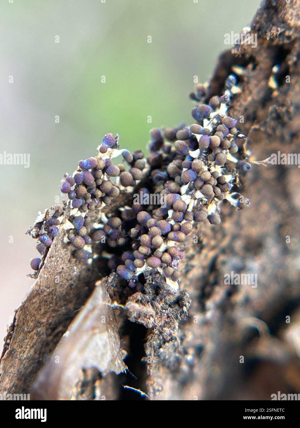 White-footed Slime (Diachea leucopodia), Protozoa, Montaña de Oro State ...