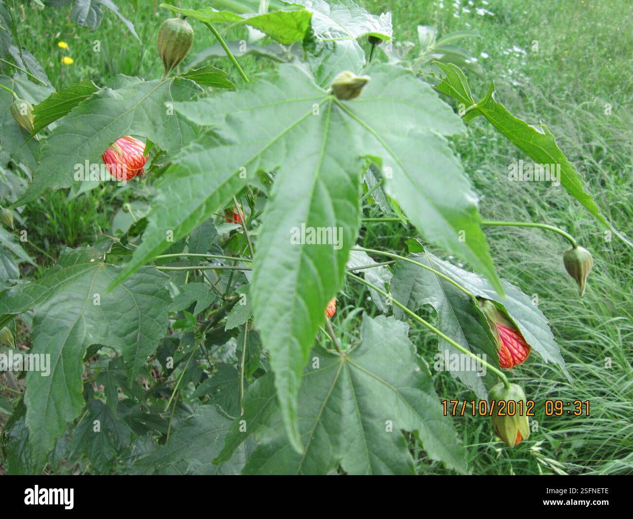 Redvein Abutilon (Callianthe picta), Plantae, Howick, 3290, South ...