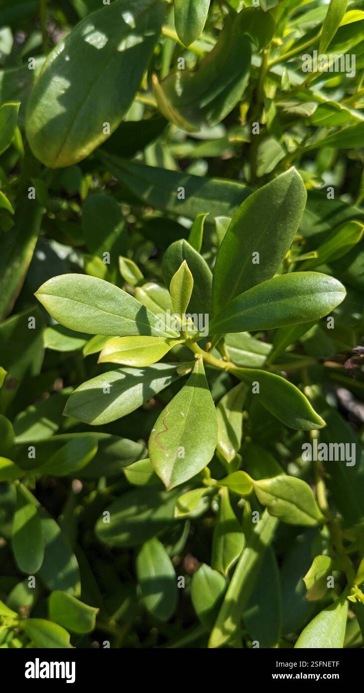 Boobialla (Myoporum boninense), Plantae, Newcastle - Inner City, AU-NS ...