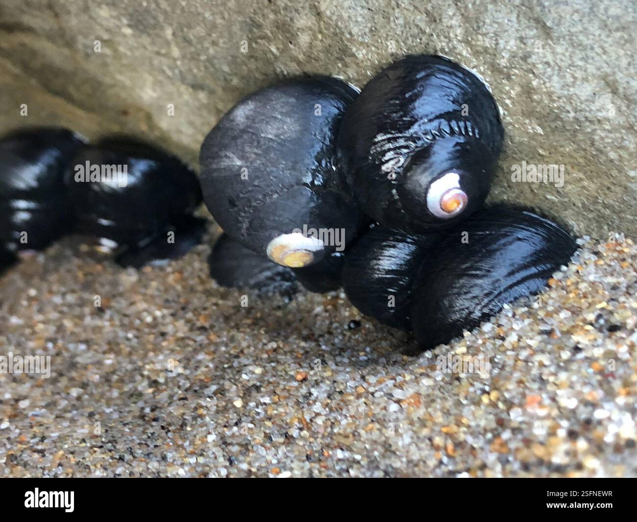 Black Tegula (Tegula funebralis), Mollusca, W Cliff Dr, Santa Cruz, CA ...