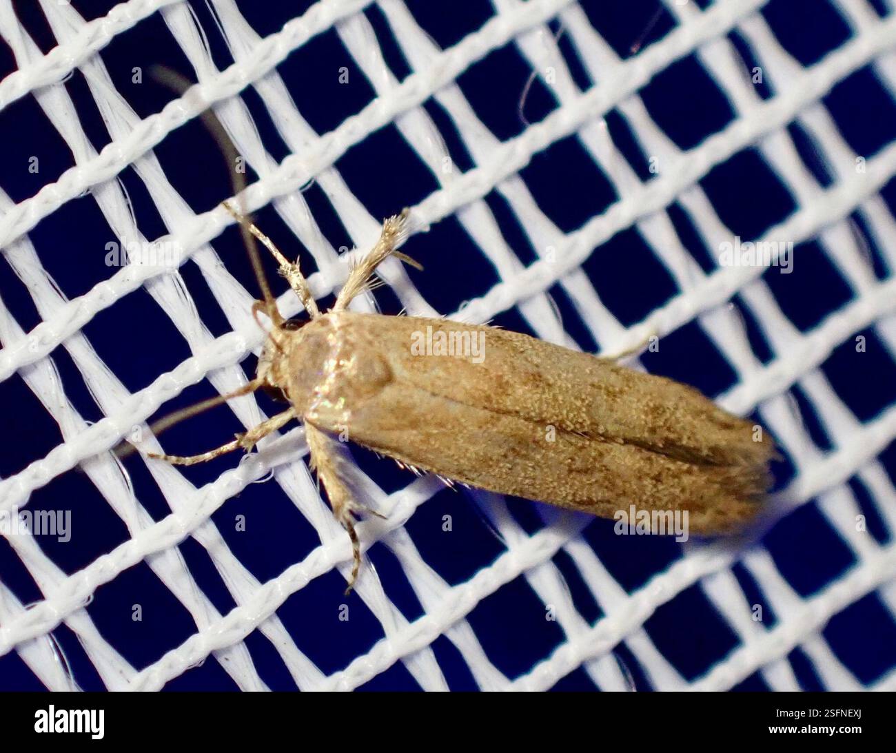 Curved-horn Moths (Gelechioidea), Insecta, Santo Antão, Cape Verde, CV ...