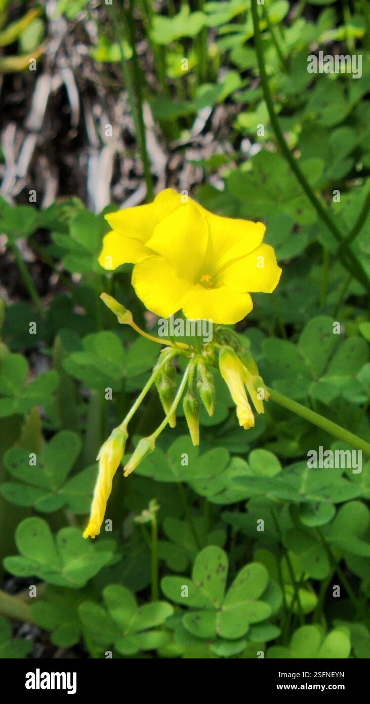 Bermuda buttercup (Oxalis pes-caprae), Plantae, B Ocean Institute, Dana ...