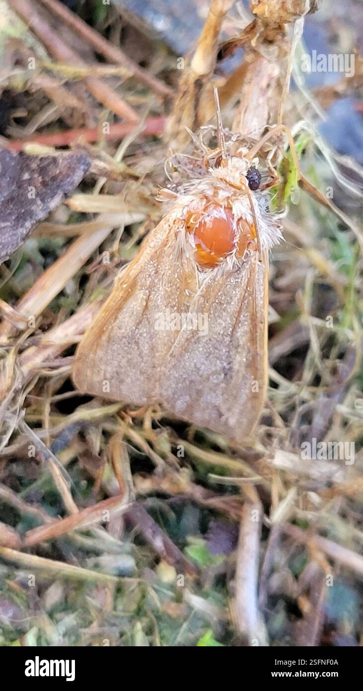 Owlet Moths and Allies (Noctuoidea), Insecta, Grovetown, GA 30813, USA ...