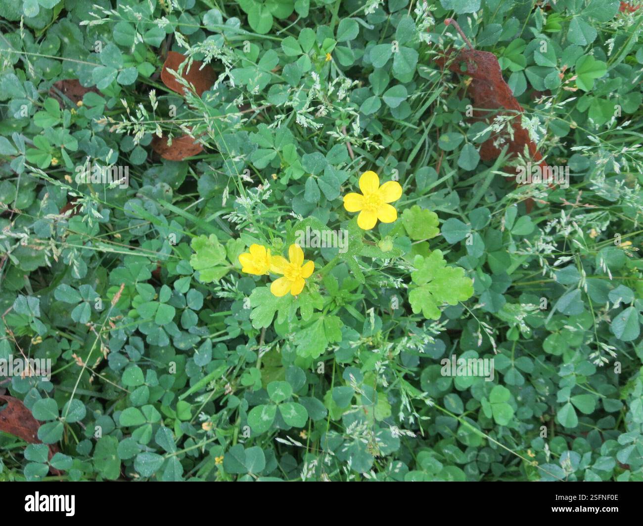 hairy buttercup (Ranunculus sardous), Plantae, WF NFN "Community ...
