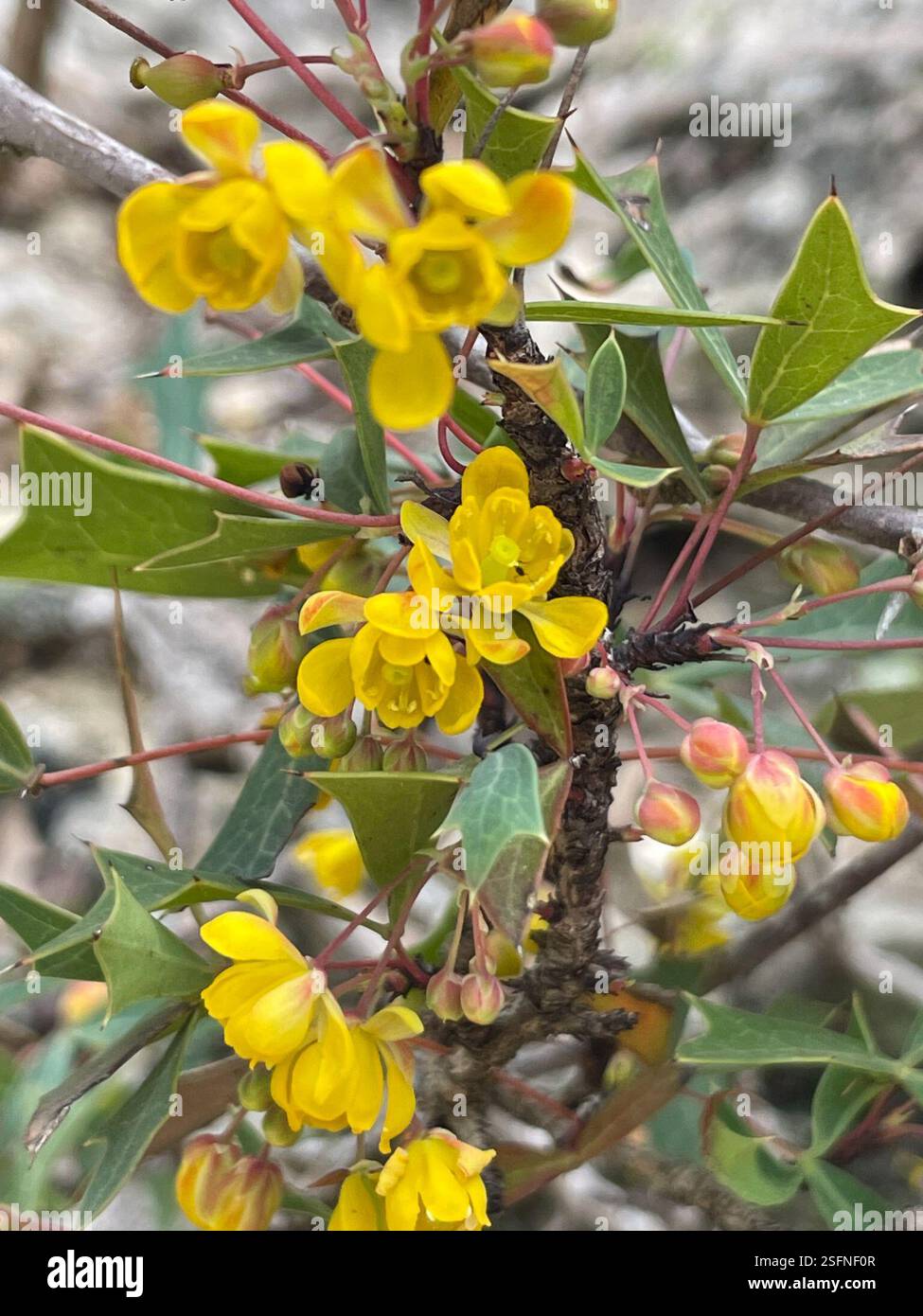 Agarita (Berberis trifoliolata), Plantae, Guadalupe River State Park ...