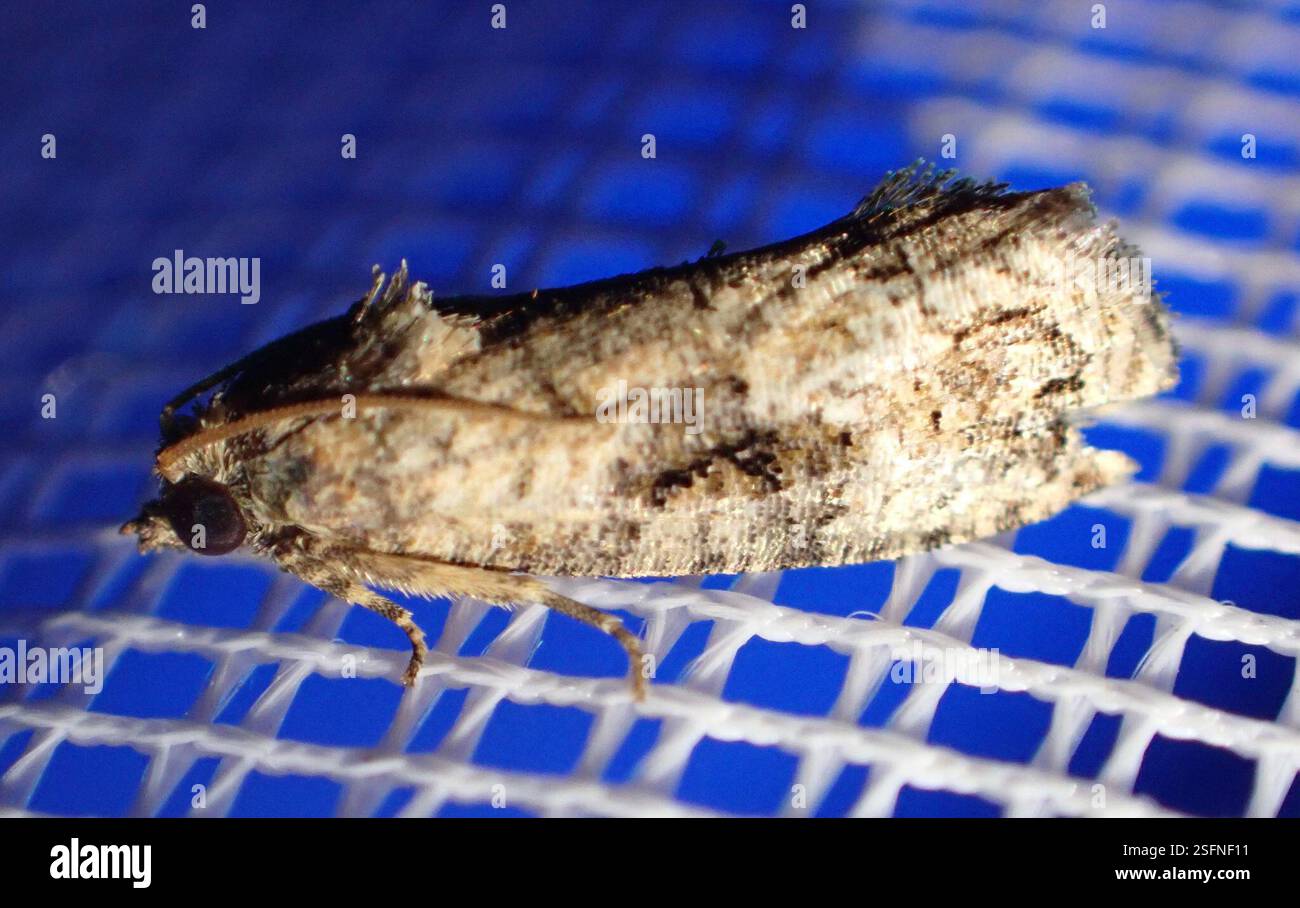 False Codling Moth (Thaumatotibia leucotreta), Insecta, Santo Antão ...