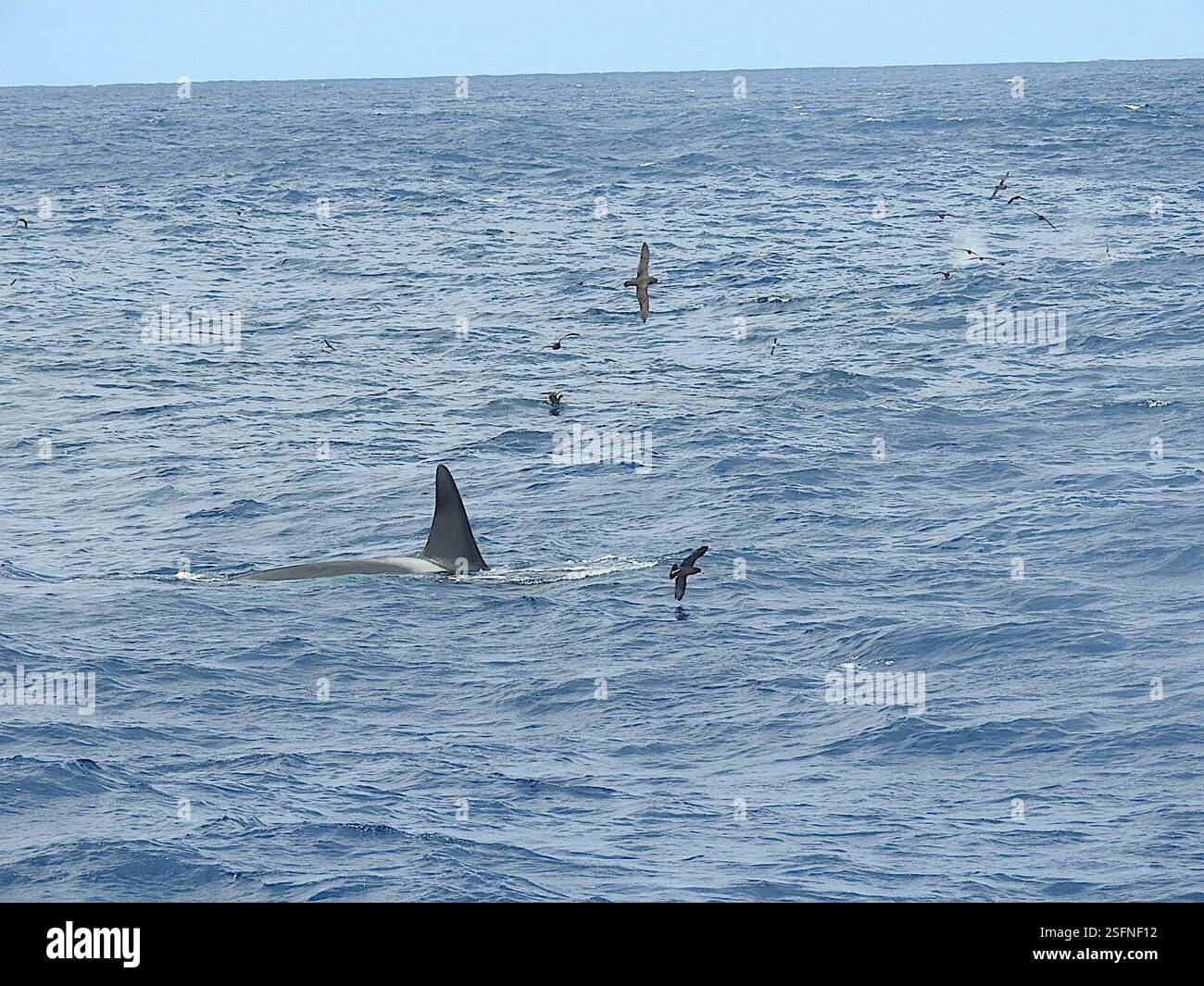Orca (Orcinus orca), Mammalia, Bremer Bay WA 6338, Australia Stock ...