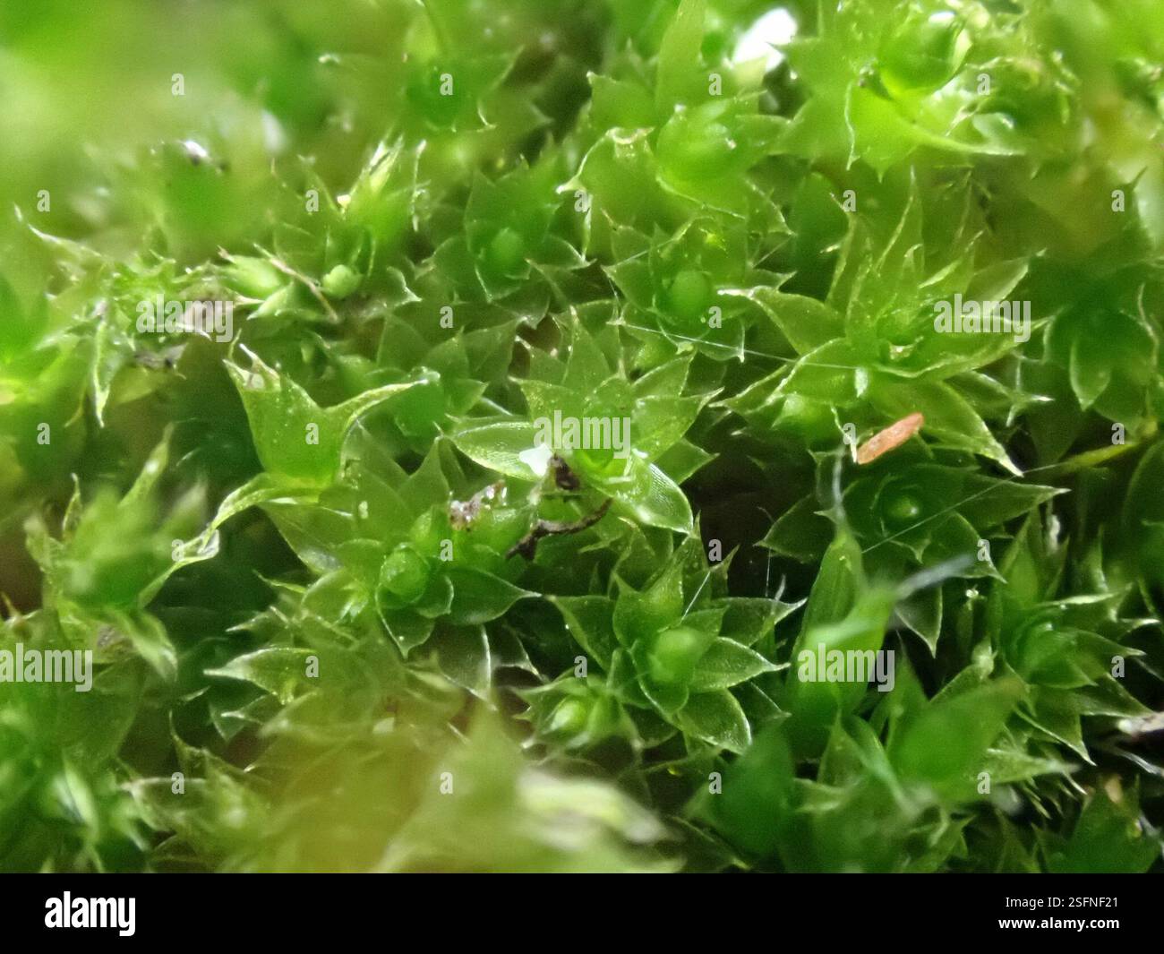 Capillary Thread-moss (Ptychostomum capillare), Plantae, Graafland ...