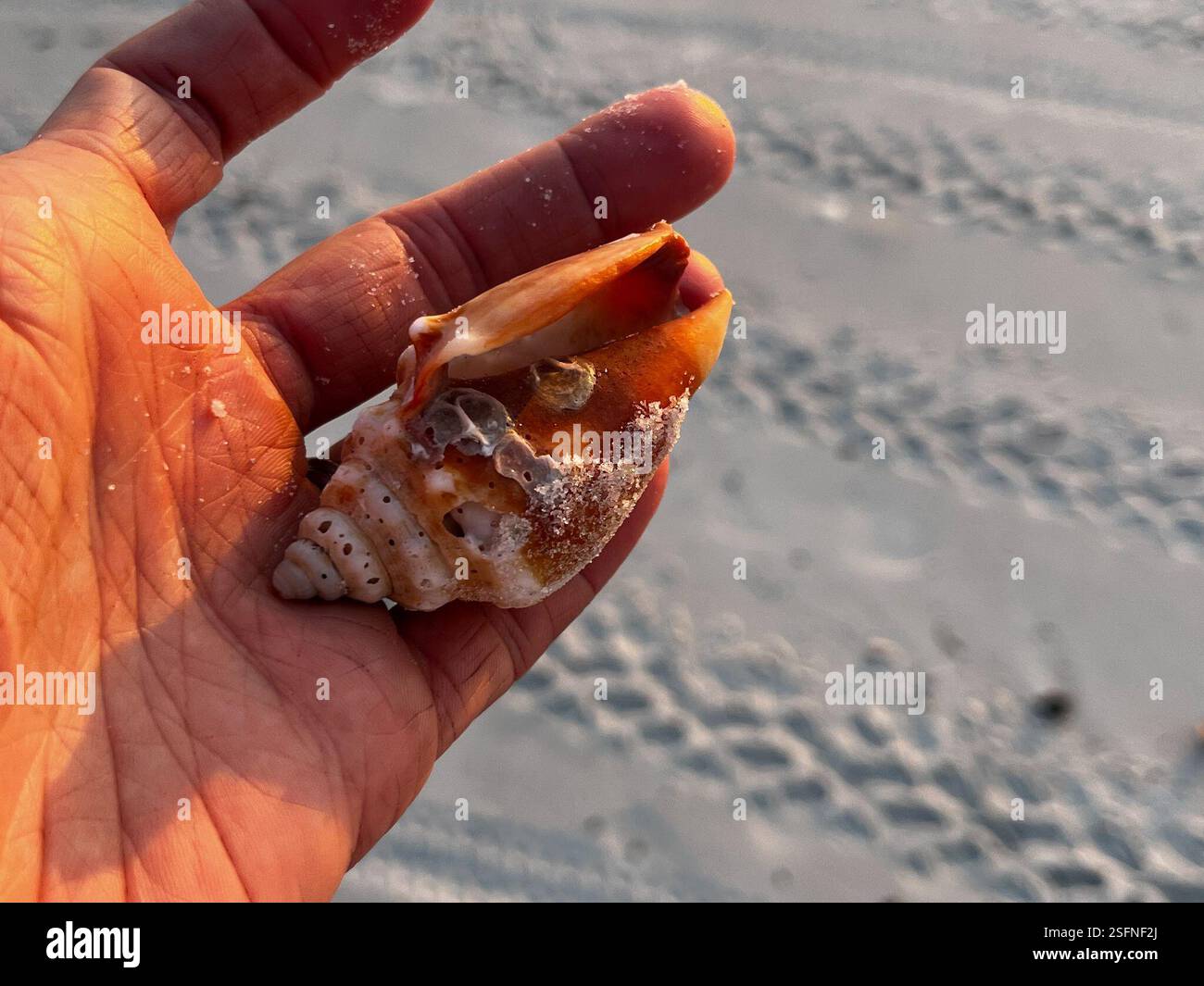 Fighting Conch (Strombus pugilis), Mollusca, Little Hickory Island ...