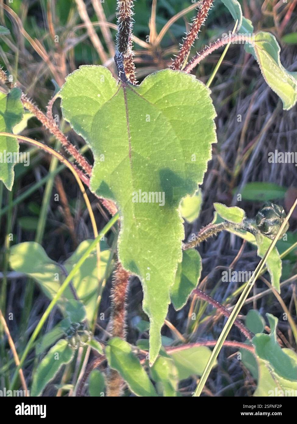 Common Sunflower (Helianthus annuus), Plantae, Sunset Lake Park ...