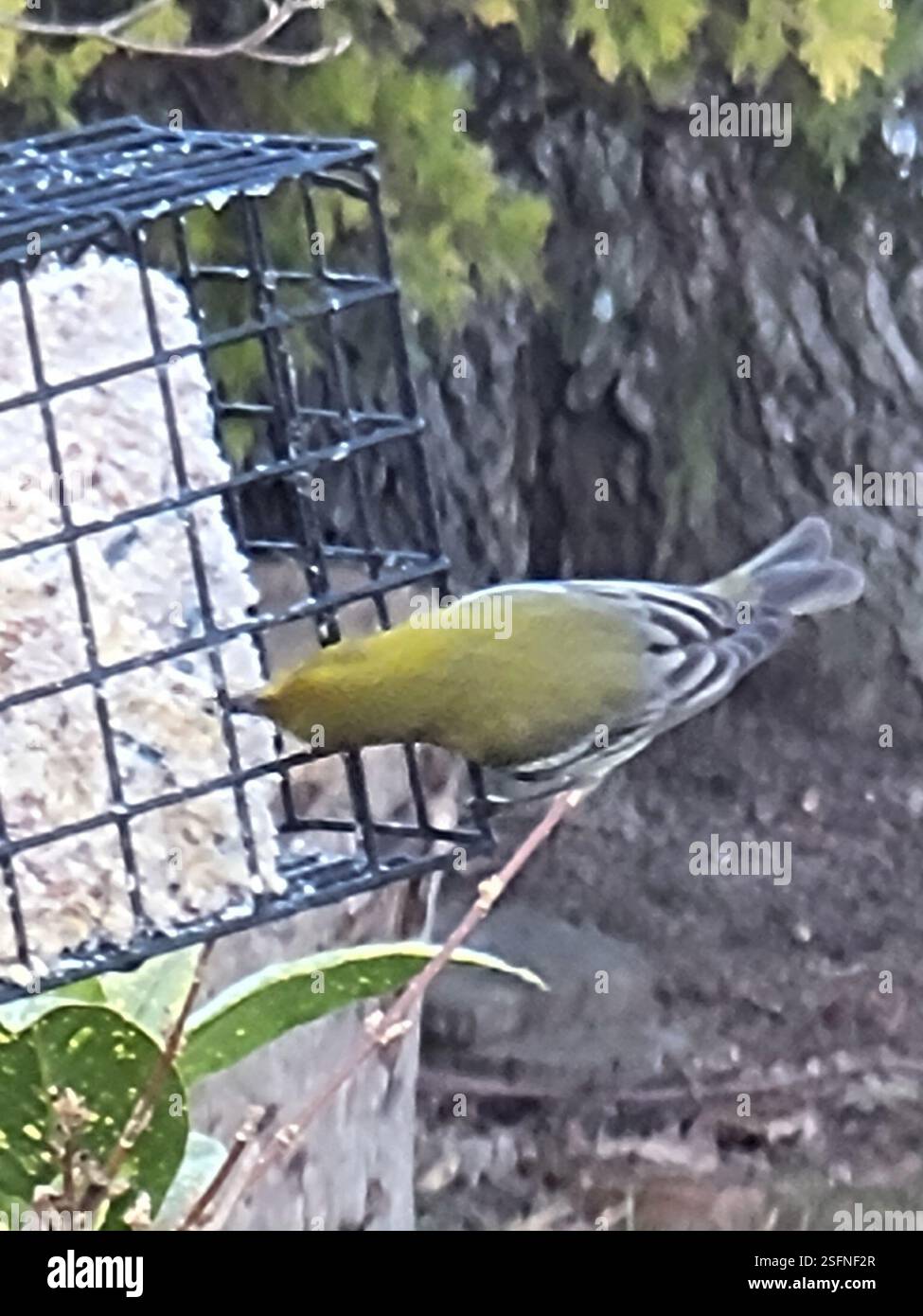 Pine Warbler (Setophaga pinus), Aves, Deale, MD 20751, USA, Recurring ...