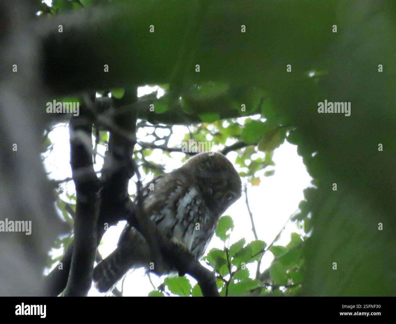 Austral Pygmy-Owl (Glaucidium nana), Aves, Ushuaia, Tierra del Fuego ...