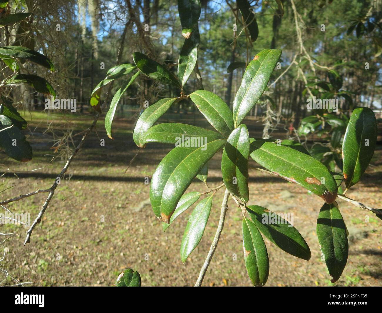 southern live oak (Quercus virginiana), Plantae, Windsor Forest ...