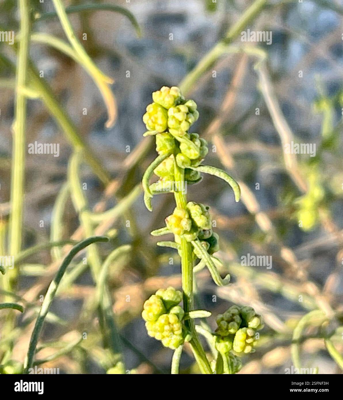 cheesebush (Ambrosia salsola salsola), Plantae, Avenida Madero, La ...