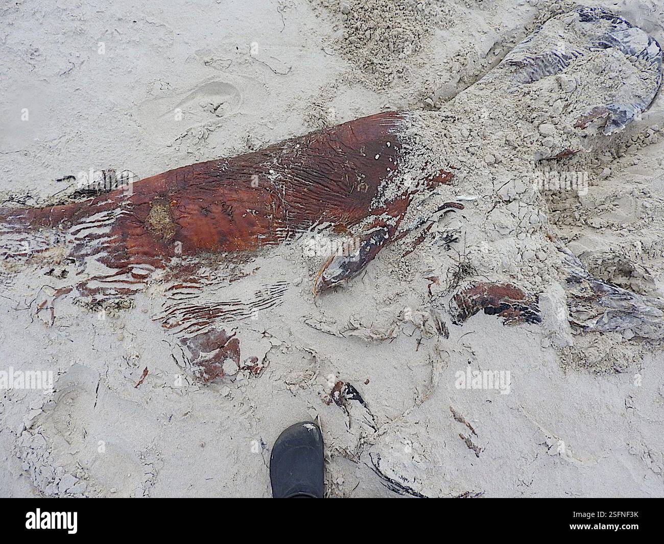 Dwarf Sperm Whales (Kogia), Mammalia, Stanley TAS 7331, Australia ...