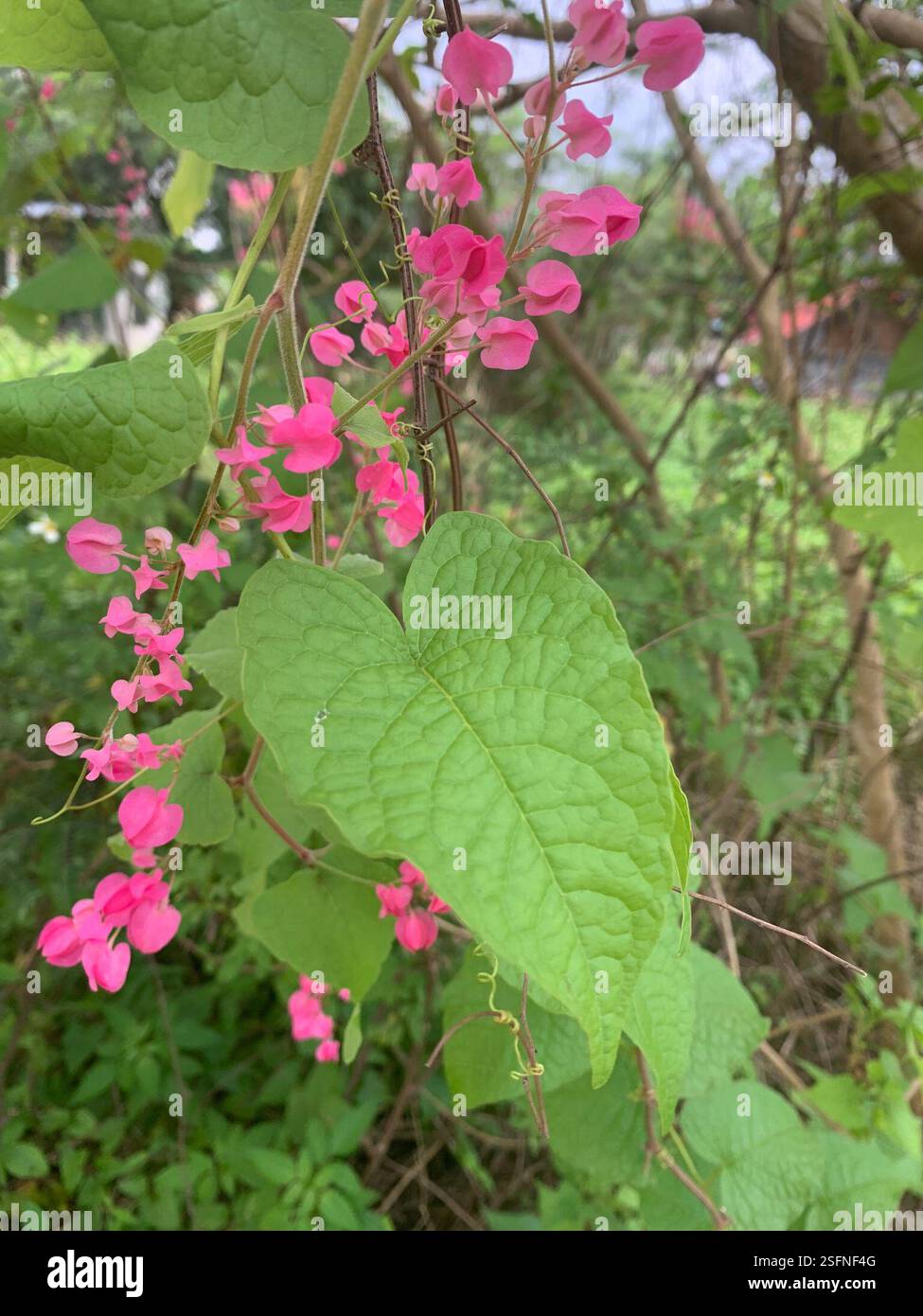 Coral Vine (Antigonon leptopus), Plantae, Than Sadet-Ko Pha-Ngan ...