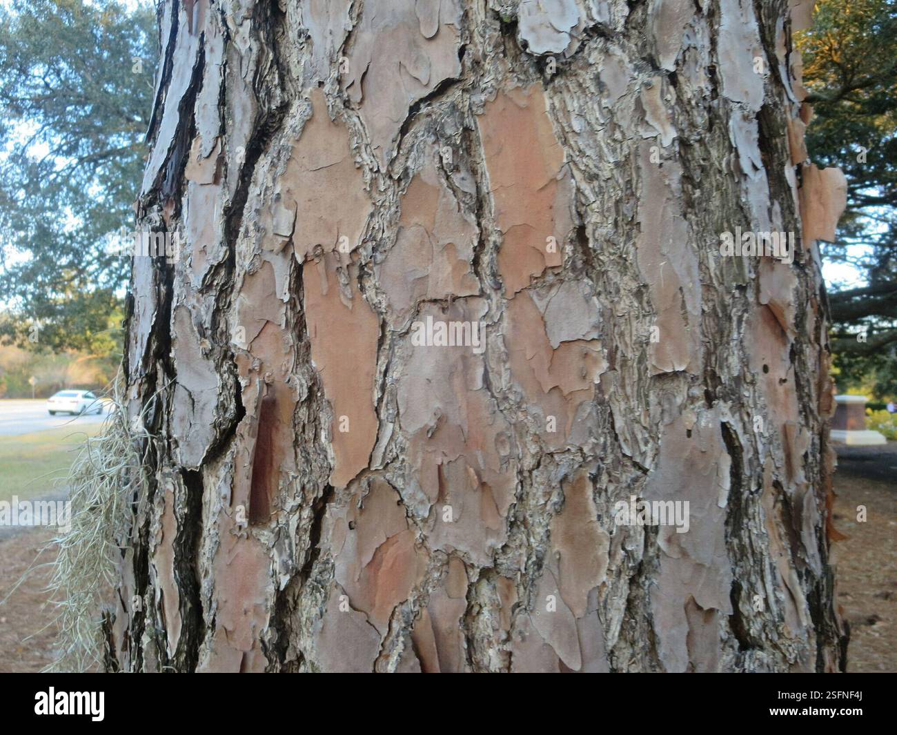 American hard pines (Trifoliae), Plantae, Windsor Forest, Savannah, GA ...