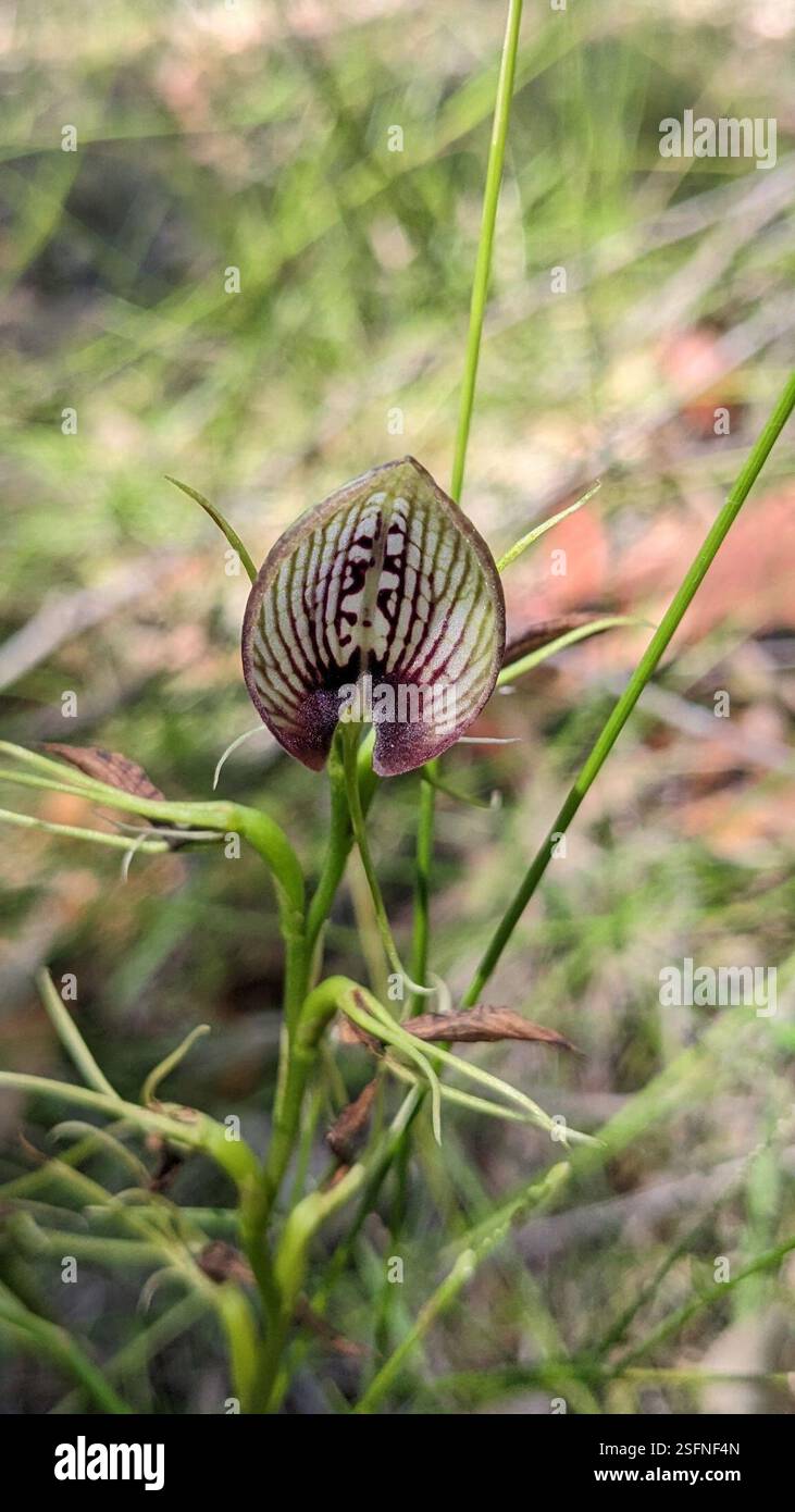 bonnet orchid (Cryptostylis erecta), Plantae, Lake Macquarie - West, AU ...
