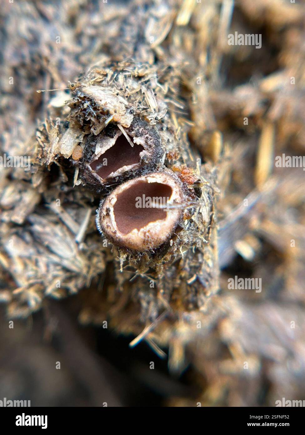 Operculate Ascomycetes (Pezizomycetes), Fungi, El Chorro Regional Park ...