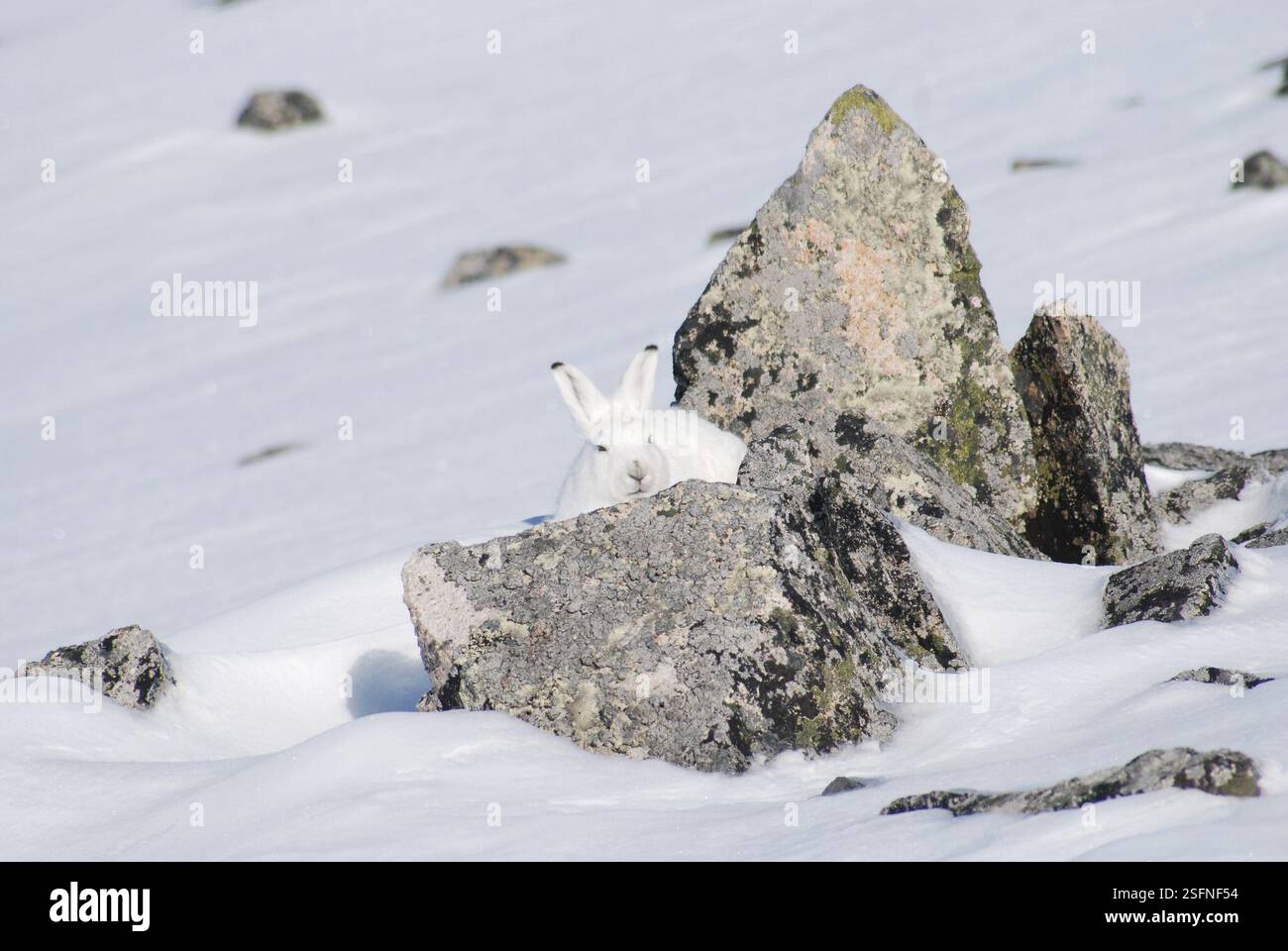 Mountain Hare (Lepus timidus), Mammalia, Провиденский р-н, Чукотский ...