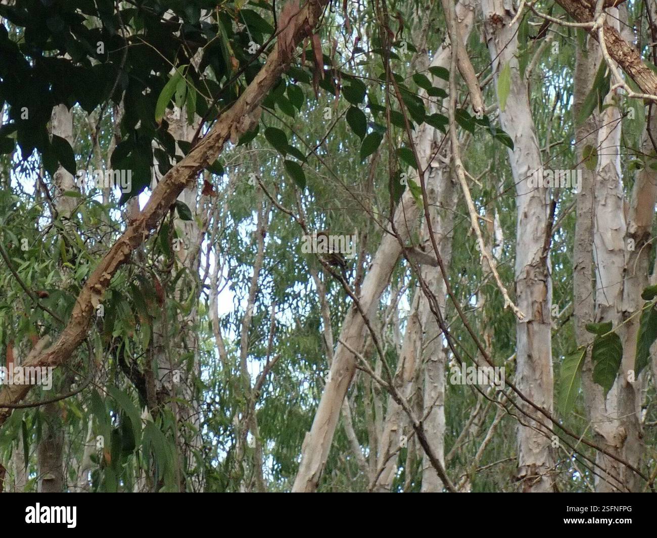 Green Oriole (Oriolus flavocinctus), Aves, Cairns QLD, Australia Stock ...