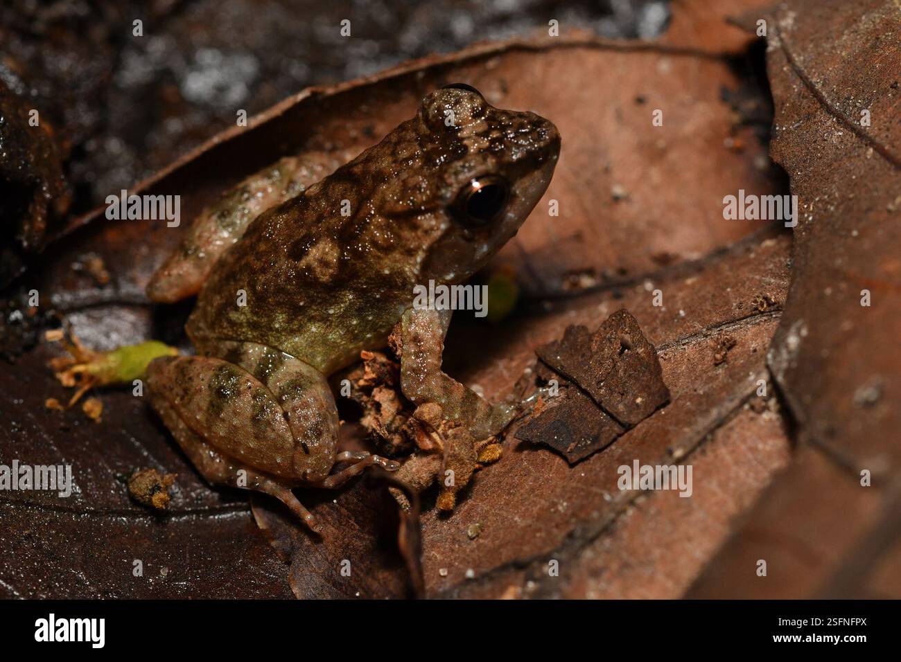 Puddle Frogs (Phrynobatrachus), Amphibia, Cavally, Côte d'Ivoire Stock ...