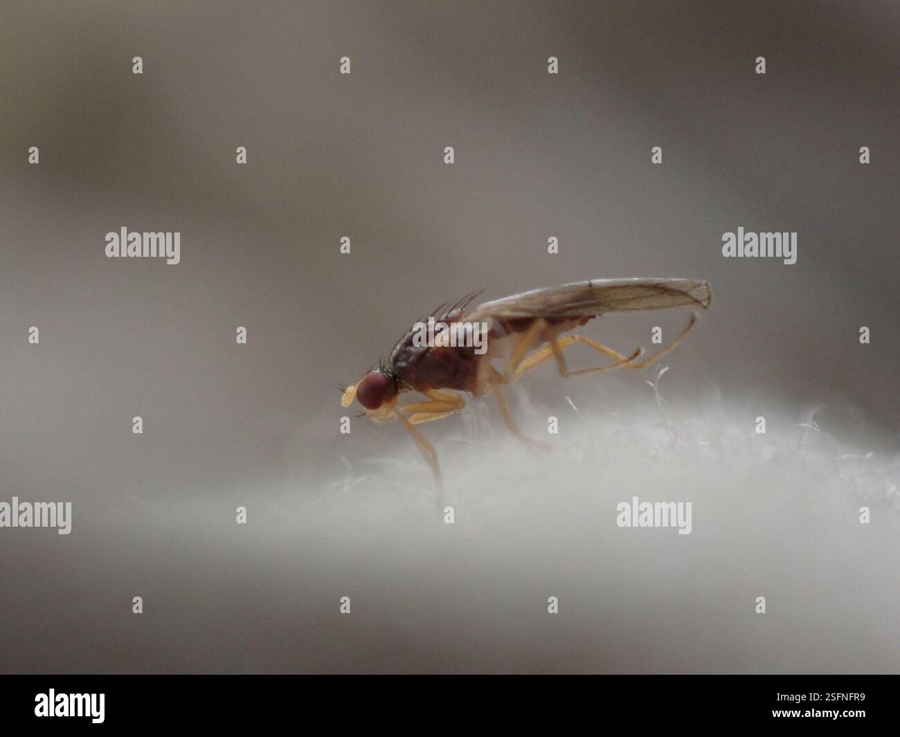 (Scaptomyza), Insecta, Colwood, BC, Canada Stock Photo - Alamy