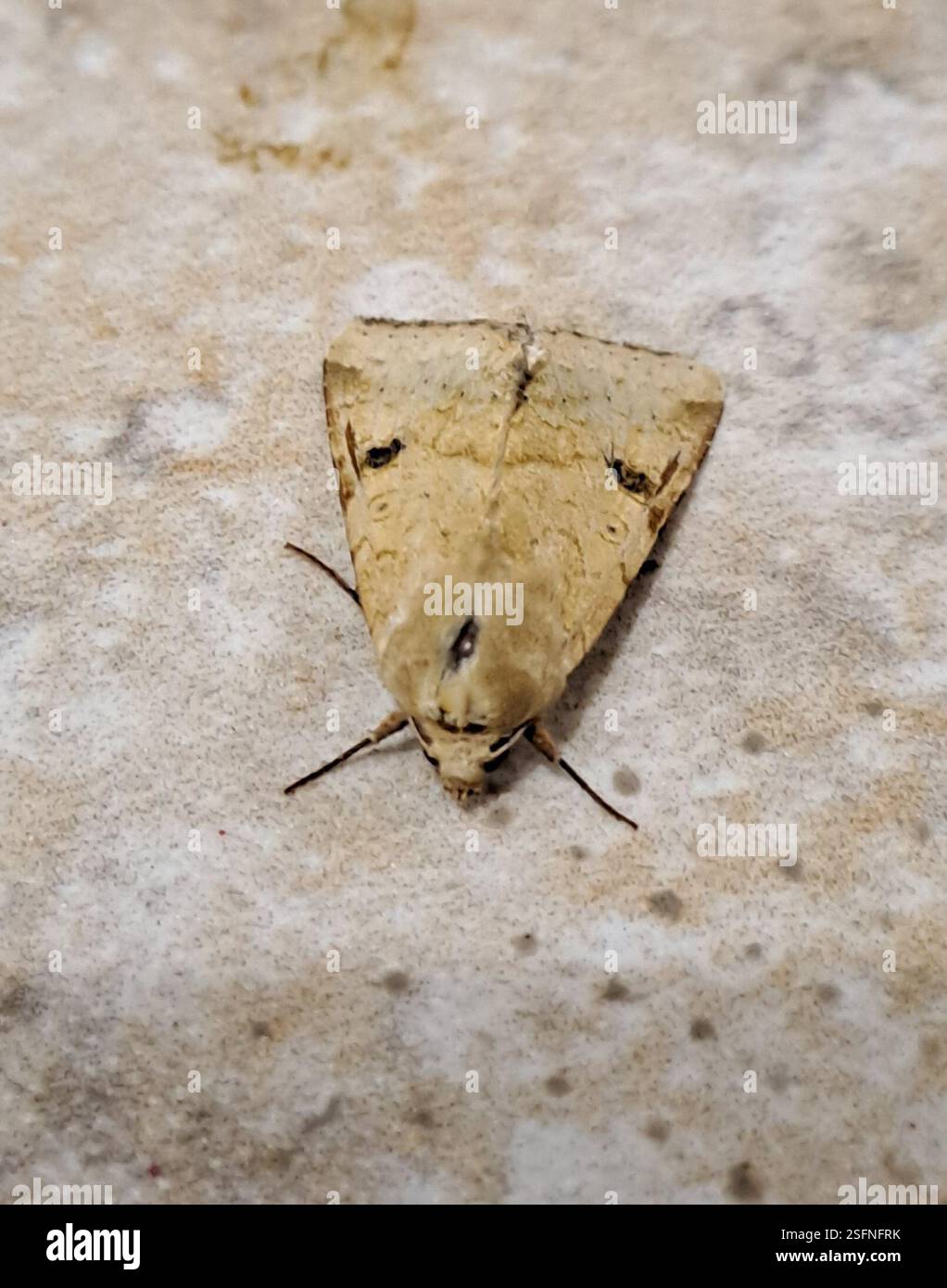 Owlet Moths and Allies (Noctuoidea), Insecta, Lunahuaná, Perú Stock ...