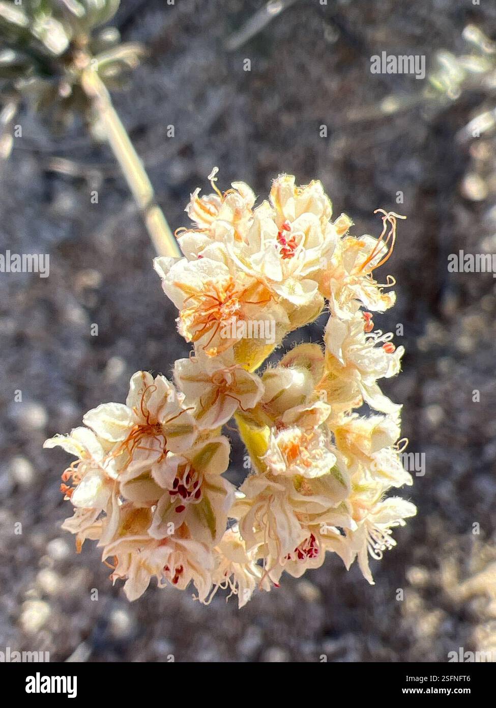 California Buckwheat (Eriogonum fasciculatum), Plantae, Anza-Borrego ...