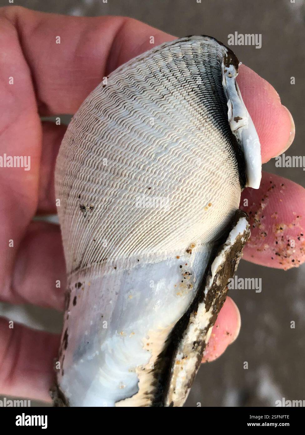 Scale-sided Piddock (Parapholas californica), Mollusca, W Cliff Dr ...