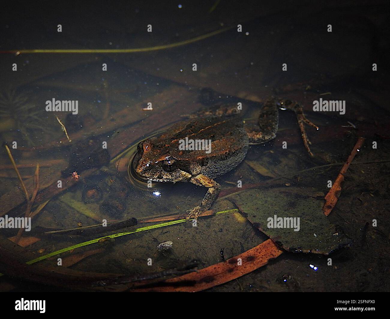 Common Eastern Froglet (Crinia signifera), Amphibia, Hobart TAS ...