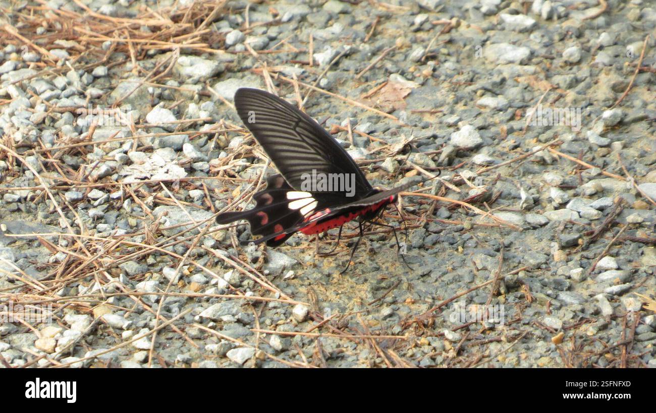 Common Rose Swallowtail (Pachliopta aristolochiae), Insecta, Hat Kham ...