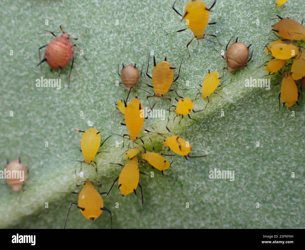 (Aphis), Insecta, Santo Antão, Cape Verde, CV Stock Photo - Alamy