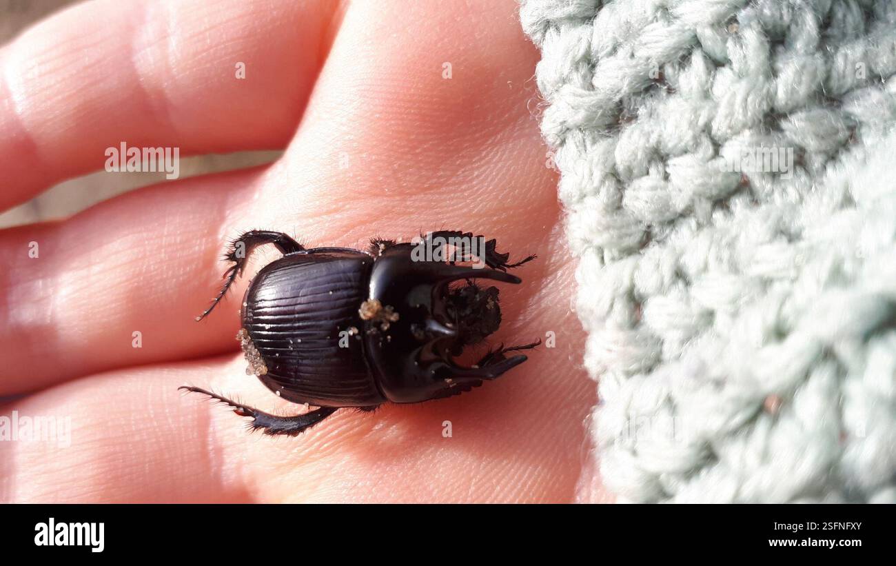 Minotaur Beetle (Typhaeus typhoeus), Insecta, Flugplatz Saarmund EDCS ...